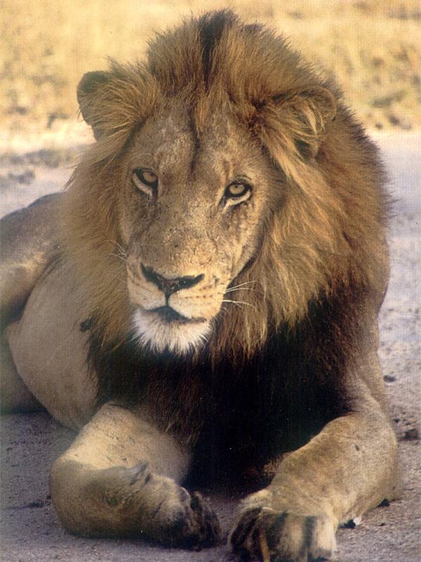 Der Lowe ansehen auf FULLHD - downkfile